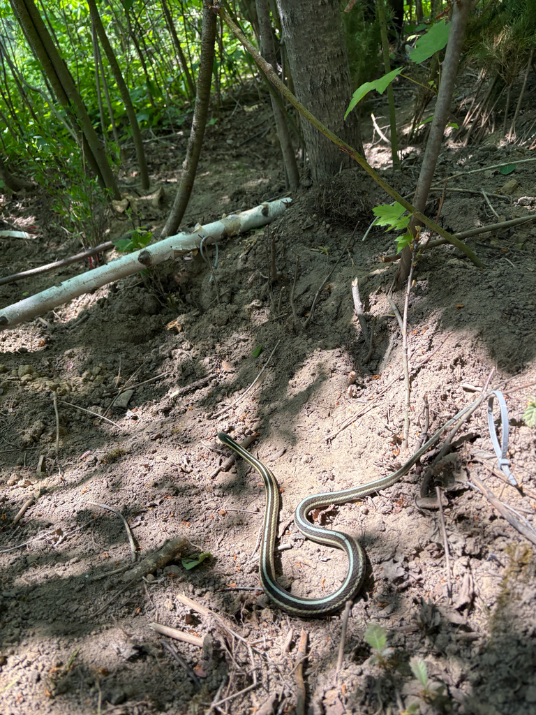 Common Garter Snake from Shady Ln, Ely, MN, US on June 4, 2025 at 01:02 ...