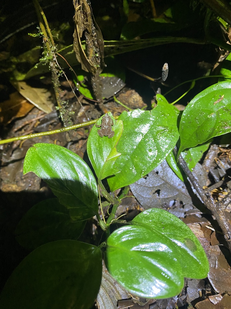 Rhinella festae from Mera, EC-PA, EC on June 4, 2025 at 07:42 PM by ...