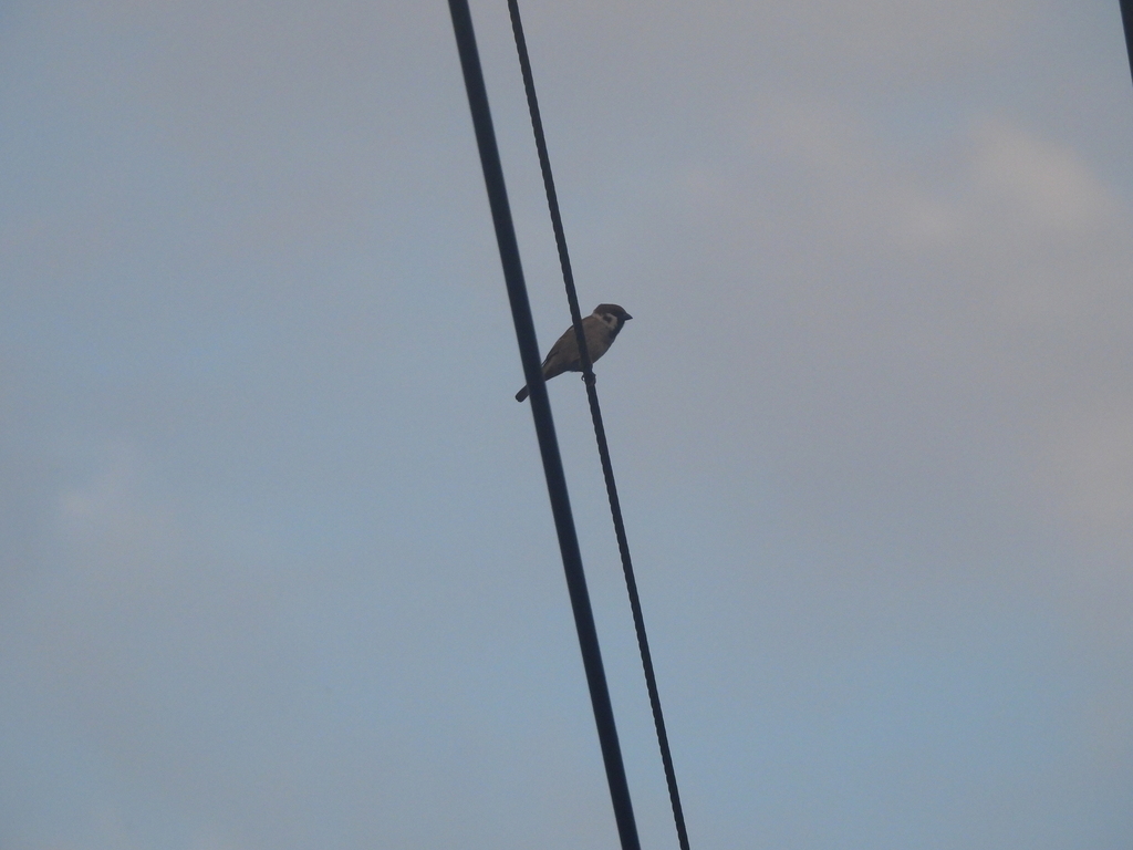 Eurasian Tree Sparrow from Yilan, Taiwan, Taiwan on March 27, 2025 at ...