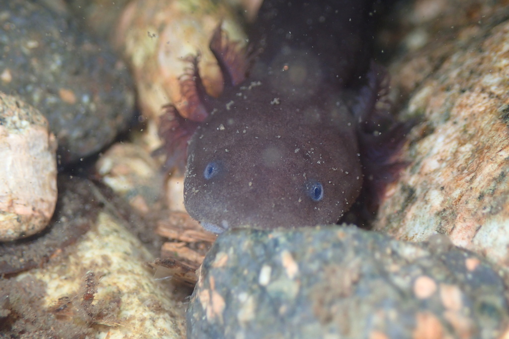 Asian Giant Salamanders from 中國福建省南平市武夷山市 on April 22, 2019 at 10:35 PM ...