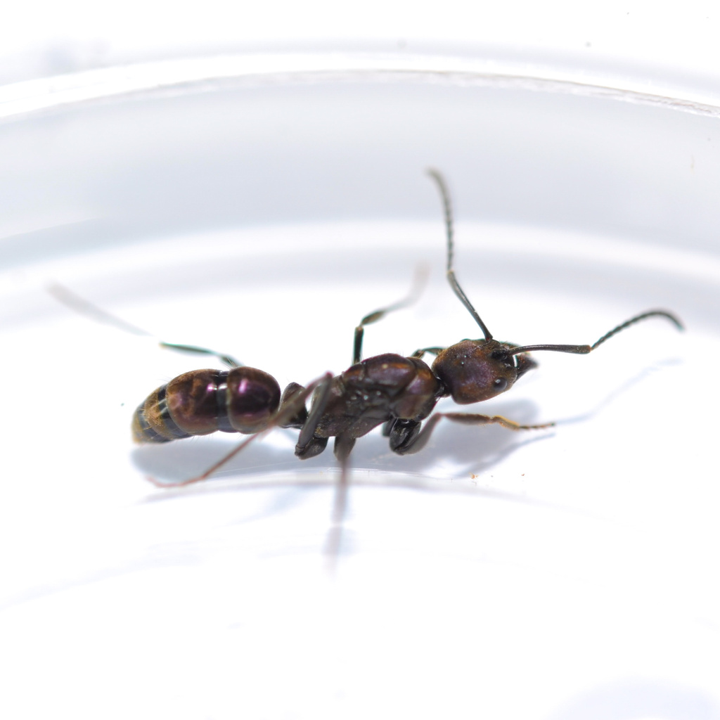 Aenescens-group Panther Ants from Bremen, Circasia, Quindío, CO on ...