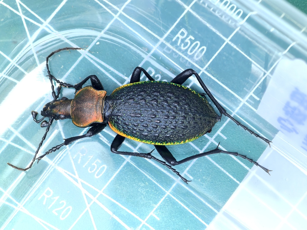 Carabus ishizukai in June 2025 by 老鸡. N4420_vivi · iNaturalist
