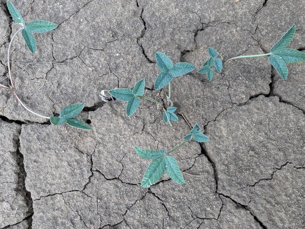 hollyleaf clover from Rifle, CO 81650, USA on June 3, 2025 at 09:16 AM ...