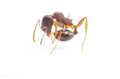 Western Collared Ant (Aphaenogaster occidentalis) · iNaturalist United ...