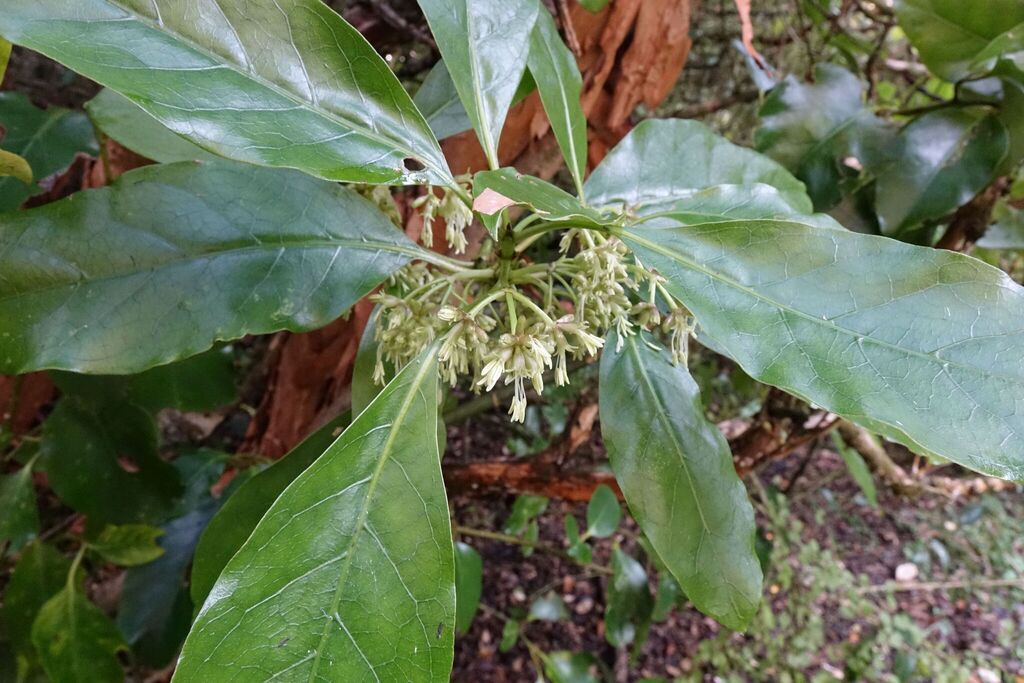 Kanono from Halfway Bush, Dunedin, New Zealand on June 05, 2025 at 02: ...