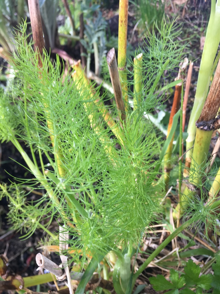 fennel from Southland, NZ-SO, NZ on September 17, 2019 at 04:29 PM by ...
