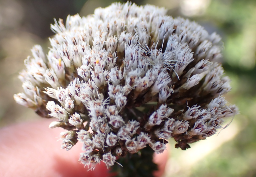 White bristle bush from Brenton Blue Butterfly Reserve, Brenton-on-Sea ...