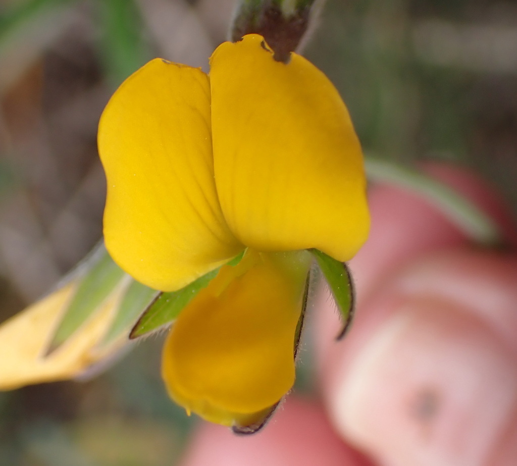 Goldhair Snoutbean from Brenton Blue Butterfly Reserve, Brenton-on-Sea ...