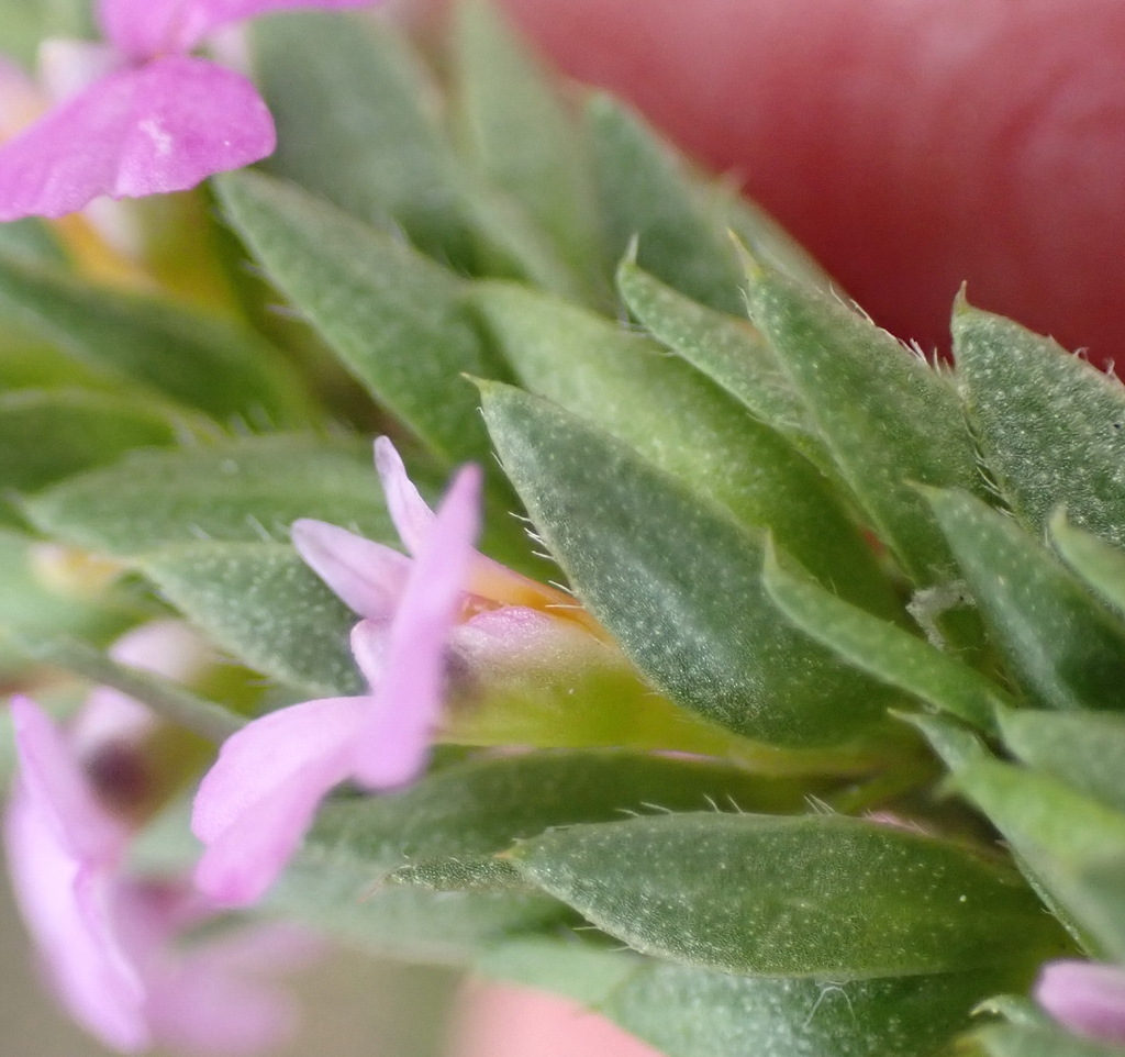 Foxy Purplegorse from Brenton Blue Butterfly Reserve, Brenton-on-Sea ...