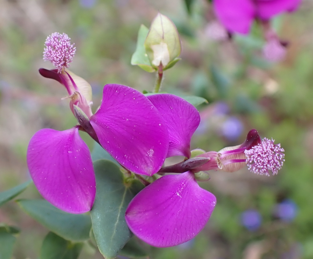 Heartleaf Falsepea from Brenton Blue Butterfly Reserve, Brenton-on-Sea ...
