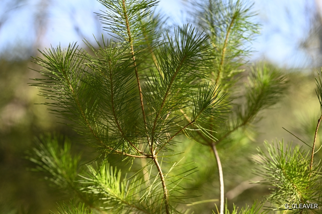 Pine-leaf Geebung from Brooklyn NSW 2083, Australia on June 5, 2025 at ...