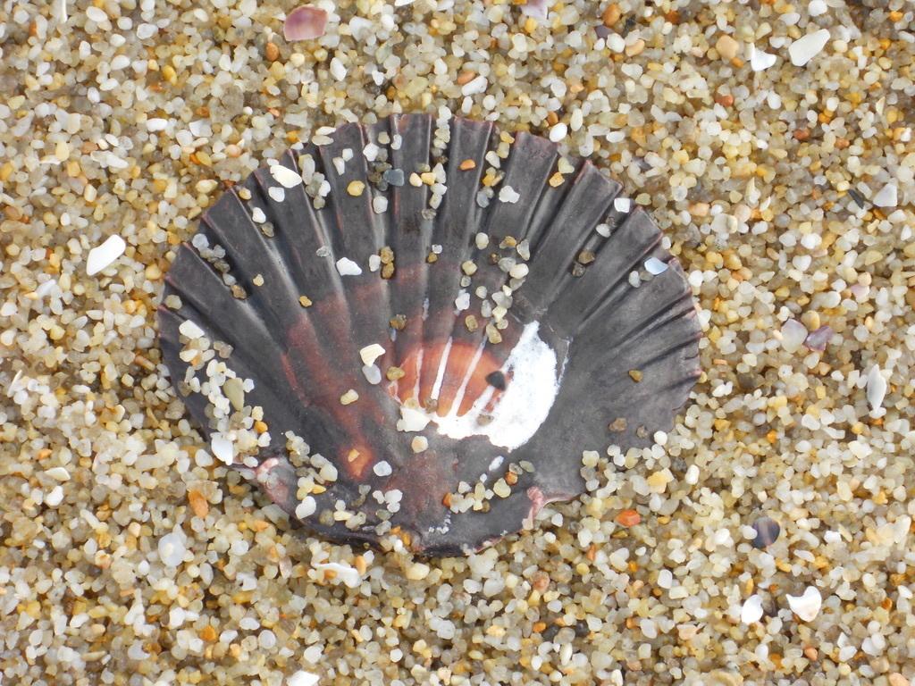 Commercial Scallop from Glamorgan-Spring Bay, AU-TS, AU on March 13 ...