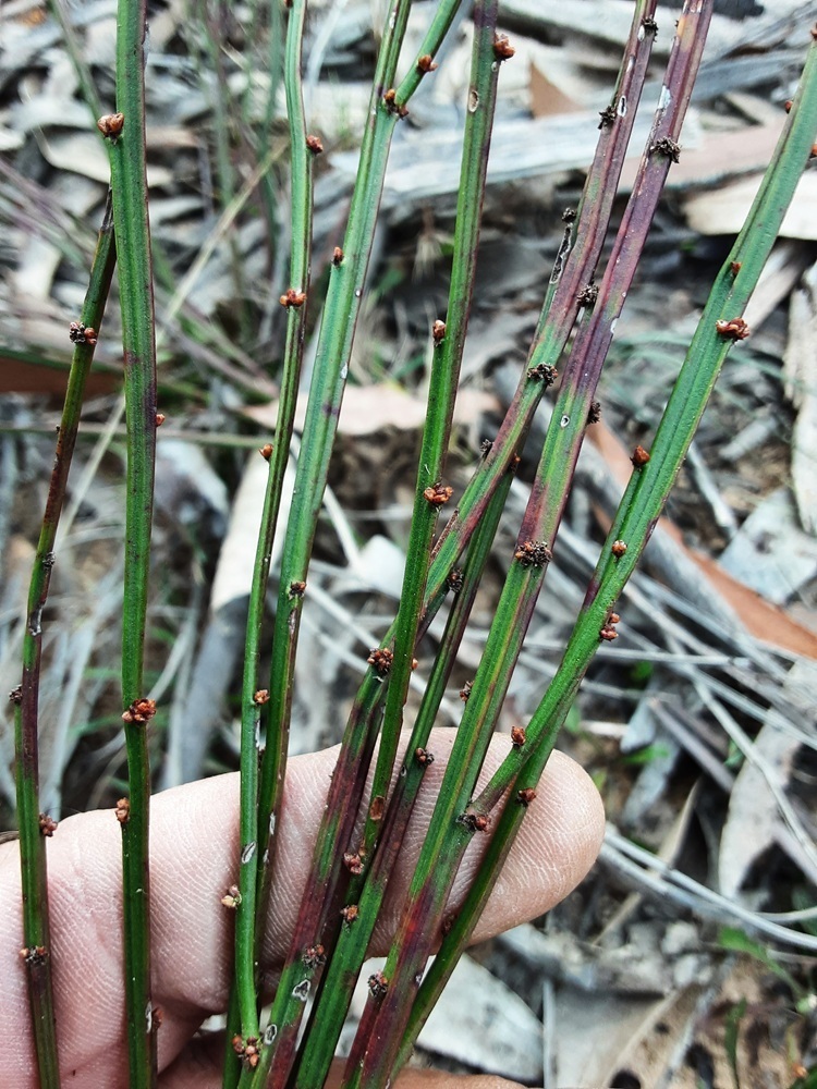 Broom Spurge from Gardens of Stone SCA, Newnes Plateau NSW 2790 ...