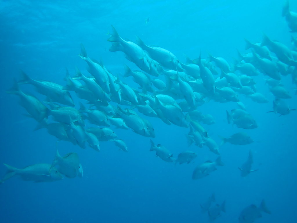 Spangled Emperor from John Brewer Reef, Australia on June 5, 2025 at 11 ...