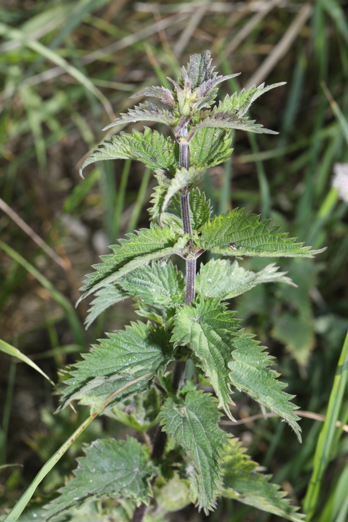 great stinging nettle from Martin Mere Wetland Centre, Fish Lane ...