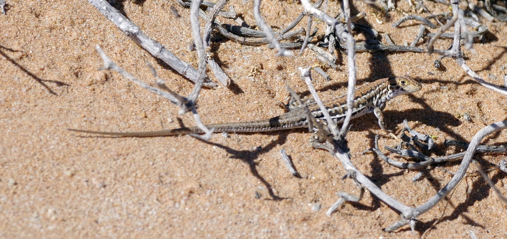 Knox's Ocellated Sand Lizard from Road from Koingnaas to Namaqua ...