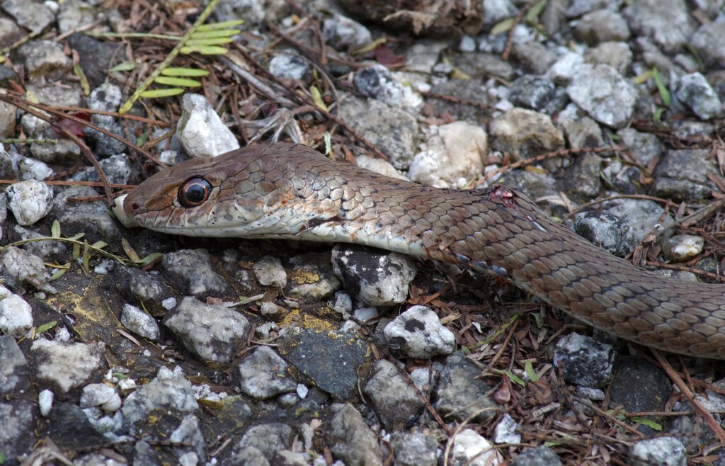Short-snouted Whip Snake from Towards the top end of the tarred section ...