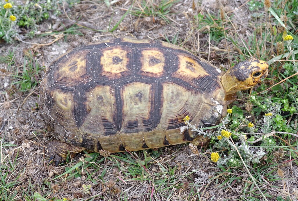 Angulate Tortoise from Sardinia Bay NR west of Port Elizabeth, Port ...