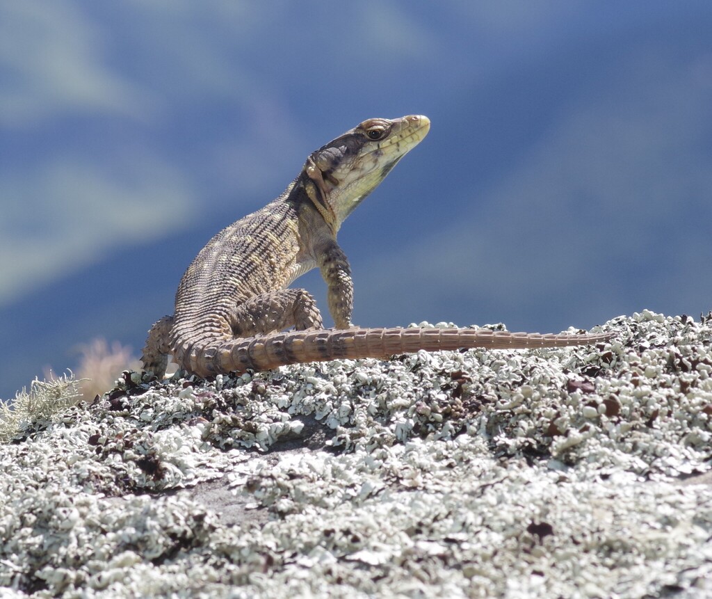 Eastern Crag Lizards from Hogsback, shoulder/ridge to the north of Hog ...