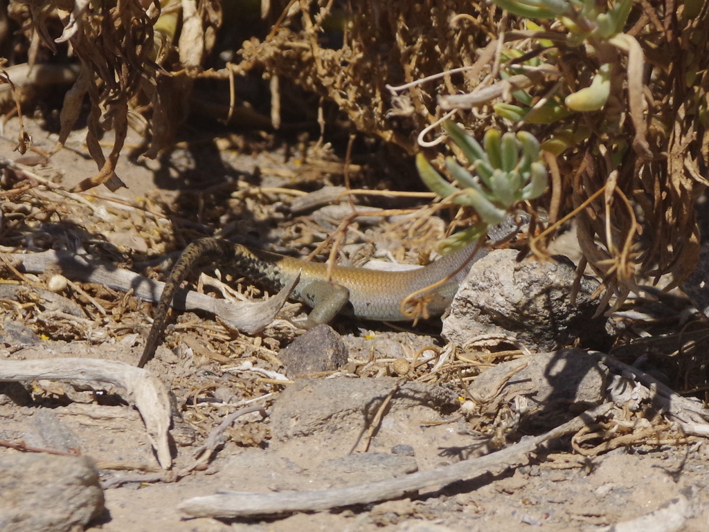 Western Rock Skink from Sendelingsdrif border post, Sendelingsdrif ...