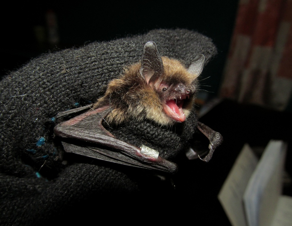 Siberian Bat (Myotis sibiricus) - Know Your Mammals