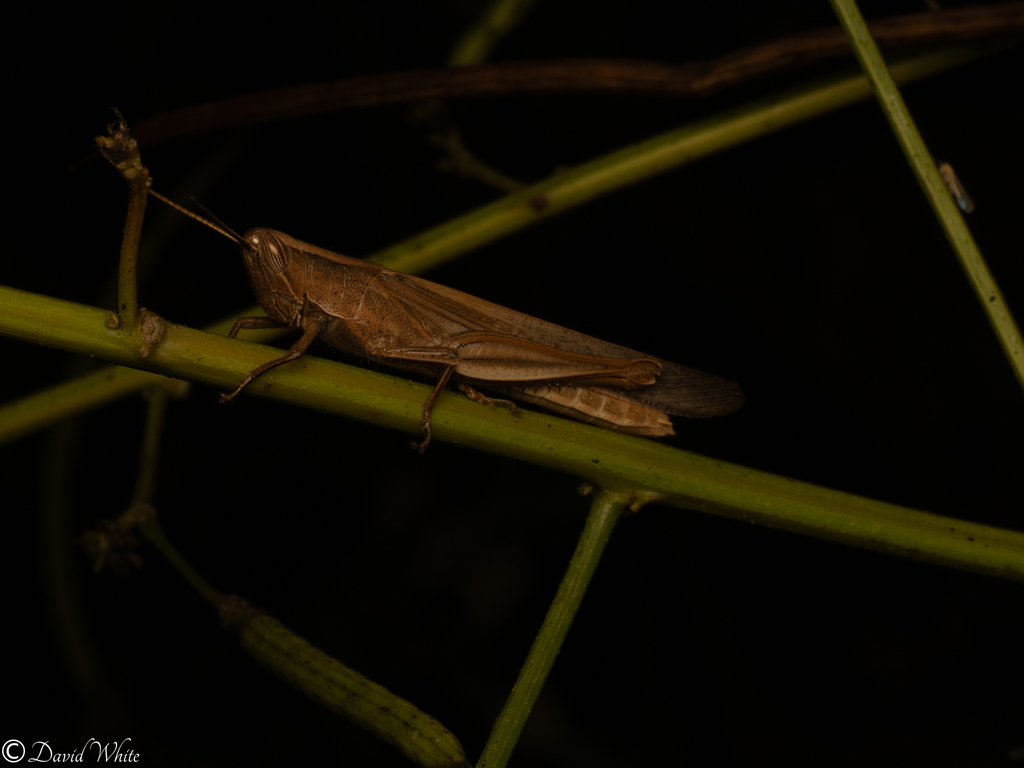 Sharptails from Lakefield QLD, Australia on June 4, 2025 at 11:40 PM by ...