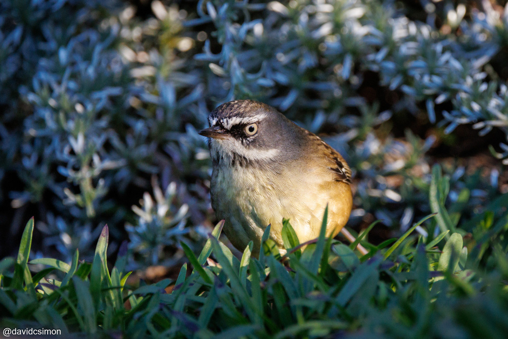 White-browed Scrubwren from Mount Tomah NSW 2758, Australia on June 5 ...