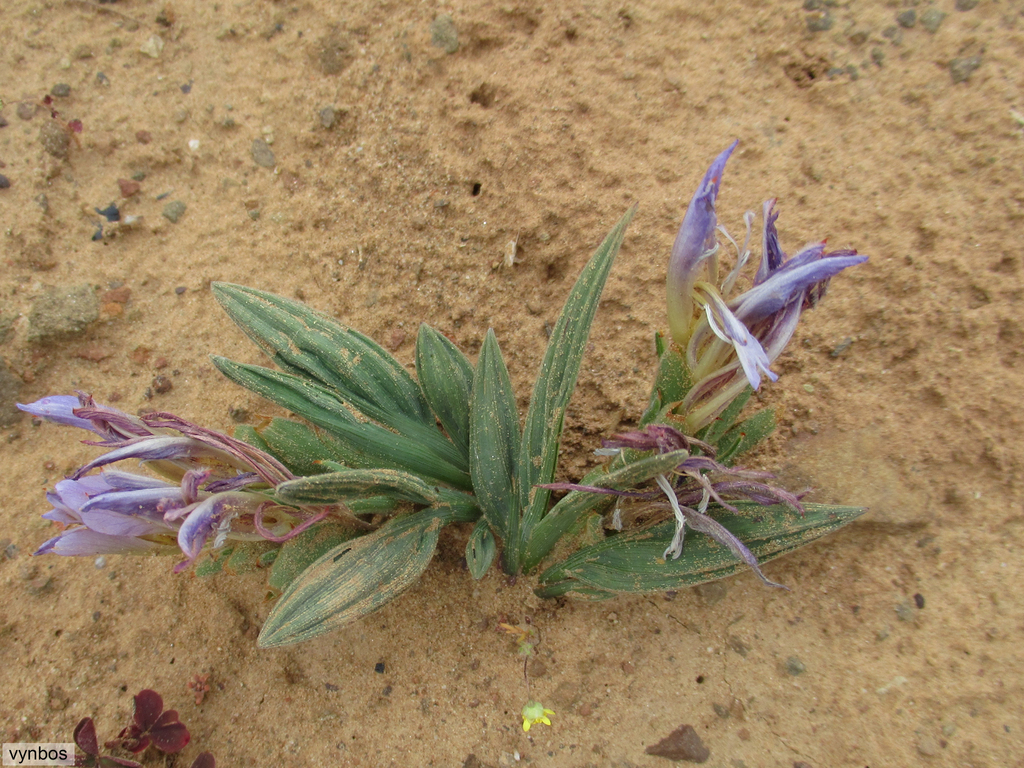 Baboon Root from Biedouw Valley Area, Northern Cederberg on September ...