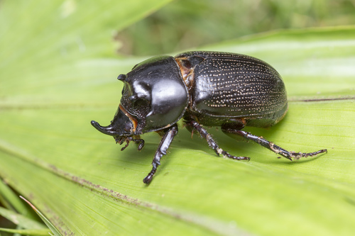 Genus Clyster · iNaturalist