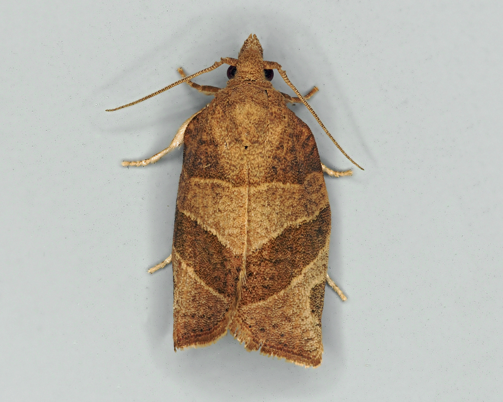 Three-lined Leafroller Moth from Salem, NH 03079, USA on June 5, 2025 ...