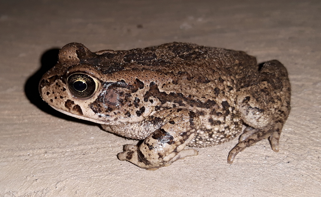 Raucous Toad from Education Center, Strandloper Hiking Trail, Cape ...