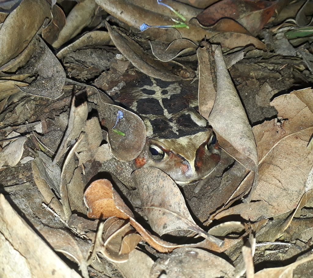 Eastern Leopard Toad from Ripley's cottage, Kasouga, Kasouga, Eastern ...