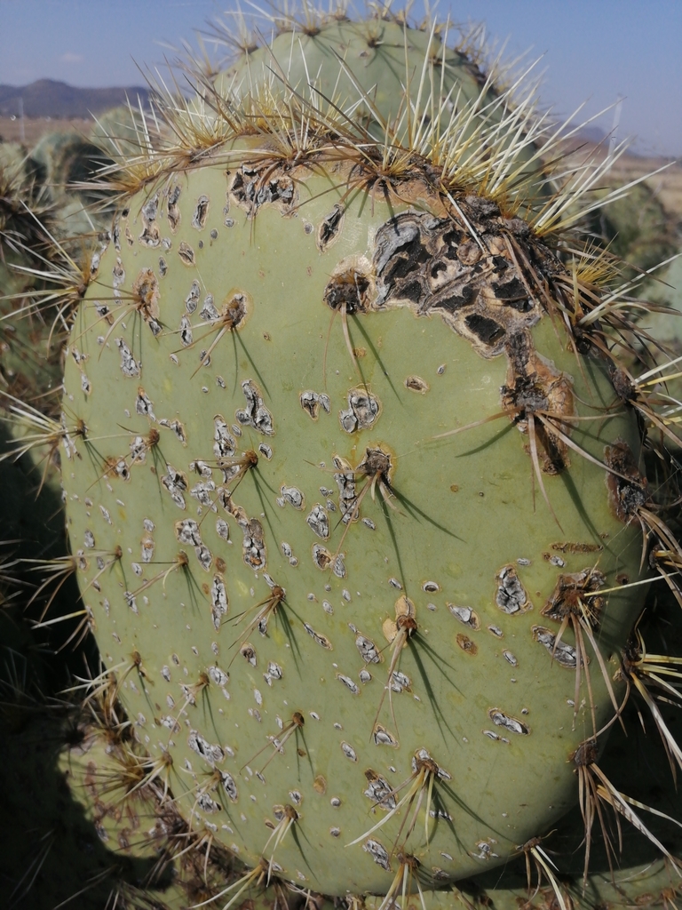 nopal tapón from Botshabelo Rural, Botshabelo, 9781, South Africa on ...