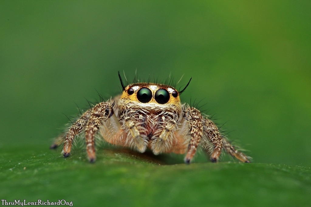 Heavy-bodied Jumper (Lizards of Chhattisgarh, India) · iNaturalist