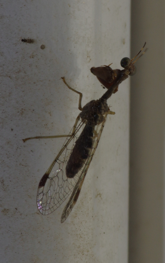 Mantidflies from Moriti Camp Site on the banks of the Limpopo River ...