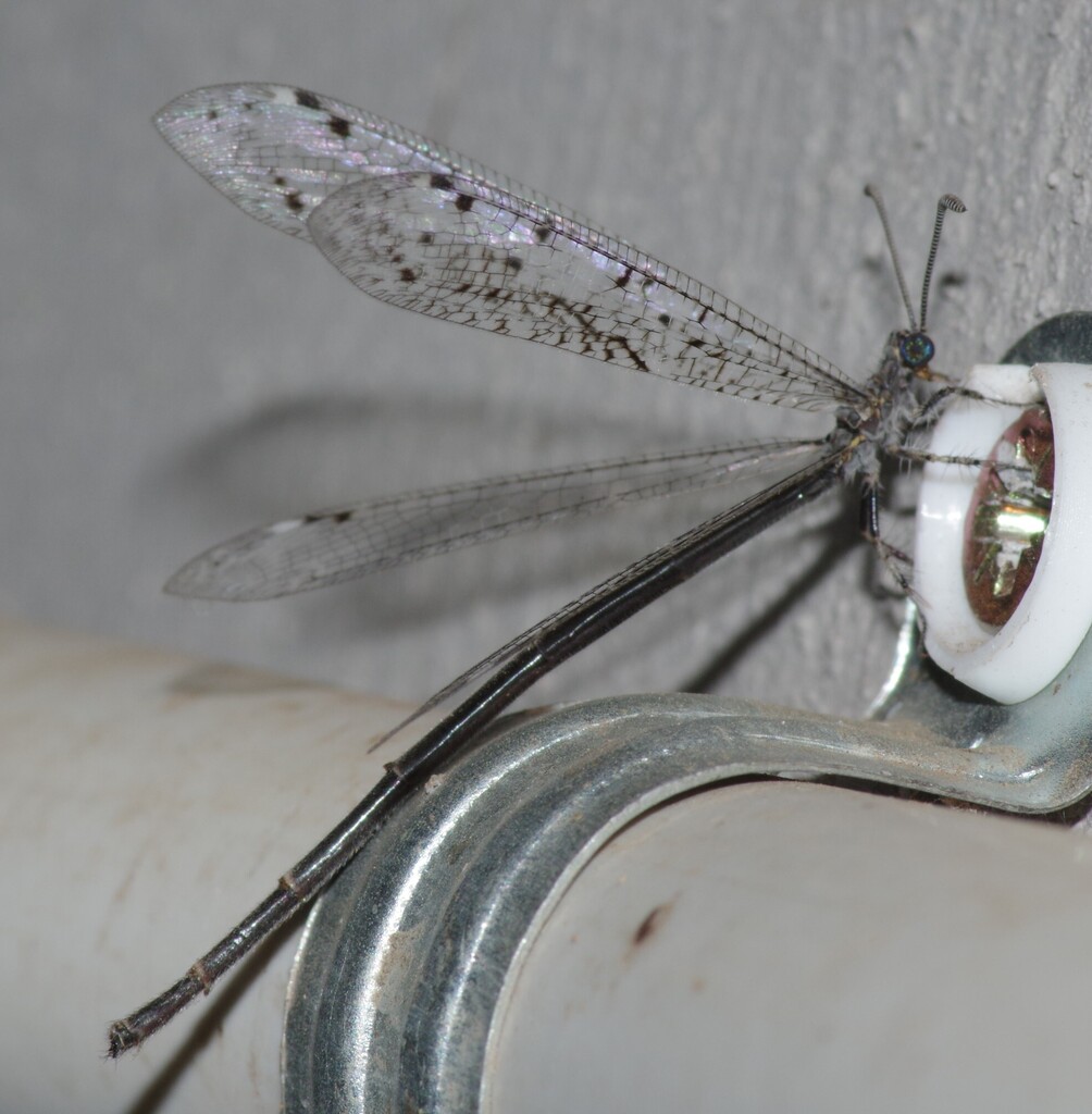 Nemoleon from Moriti Camp Site on the banks of the Limpopo River near ...