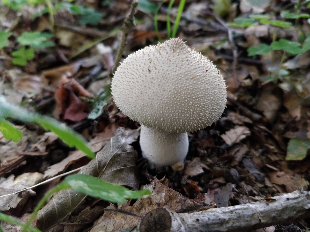 Lycoperdon by Josefine Møller · iNaturalist