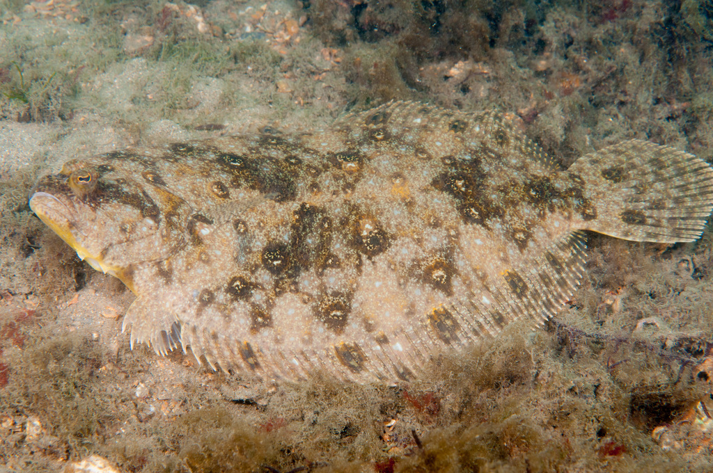 Smalltooth Flounder from "Chowder Bay, Sydney, Australia" on September ...
