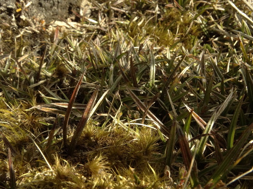 Variety Astelia linearis novae-zelandiae · iNaturalist