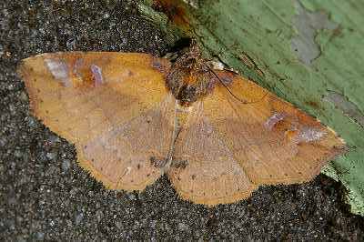 Tamba corealis · iNaturalist United Kingdom