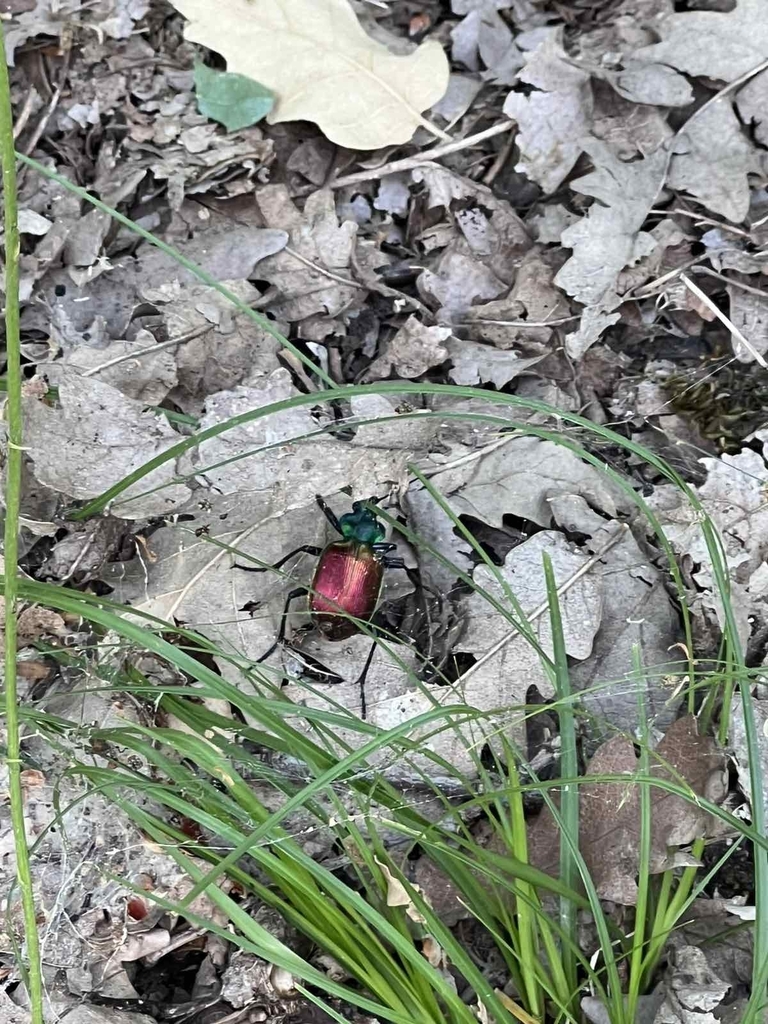 Agreeable Caterpillar Hunter from Madzharovo, BG-KK, BG on June 5, 2025 at 06:39 PM by StefanVV ...