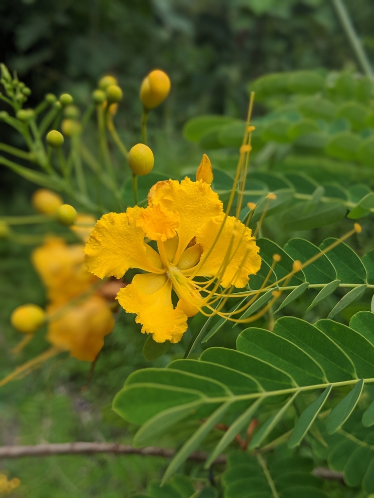 peacock flower from Aguirre, CR-PU, CR on September 13, 2019 at 12:45 ...