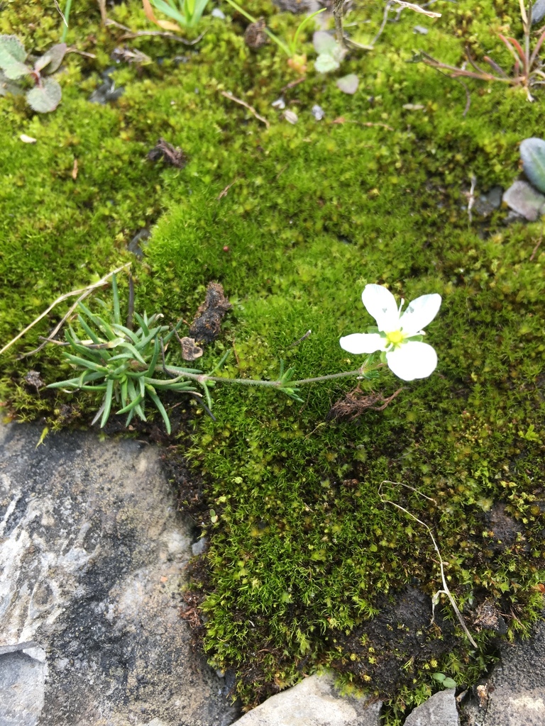 Knotted Pearlwort from Dronning Blancas Vei 1, Oslo, Oslo, NO on ...