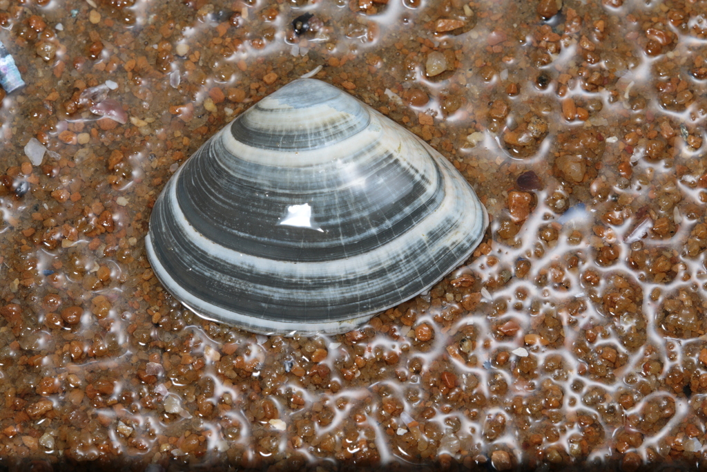 Macridiscus multifarius from 日落湾 中国山东省威海市环翠区 on June 2, 2025 at 10:45 ...