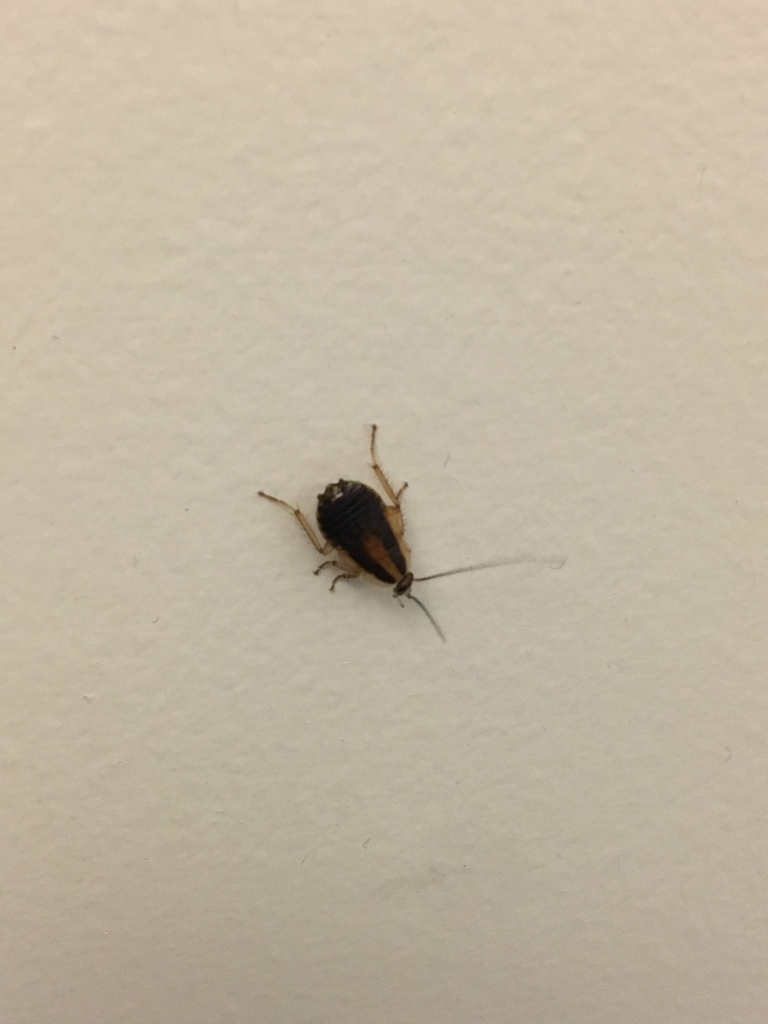 German Cockroach in September 2019 by Amy · iNaturalist