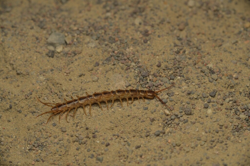 Centipedes from Qonayev, Казахстан on May 7, 2025 at 09:19 PM by Dmitry ...
