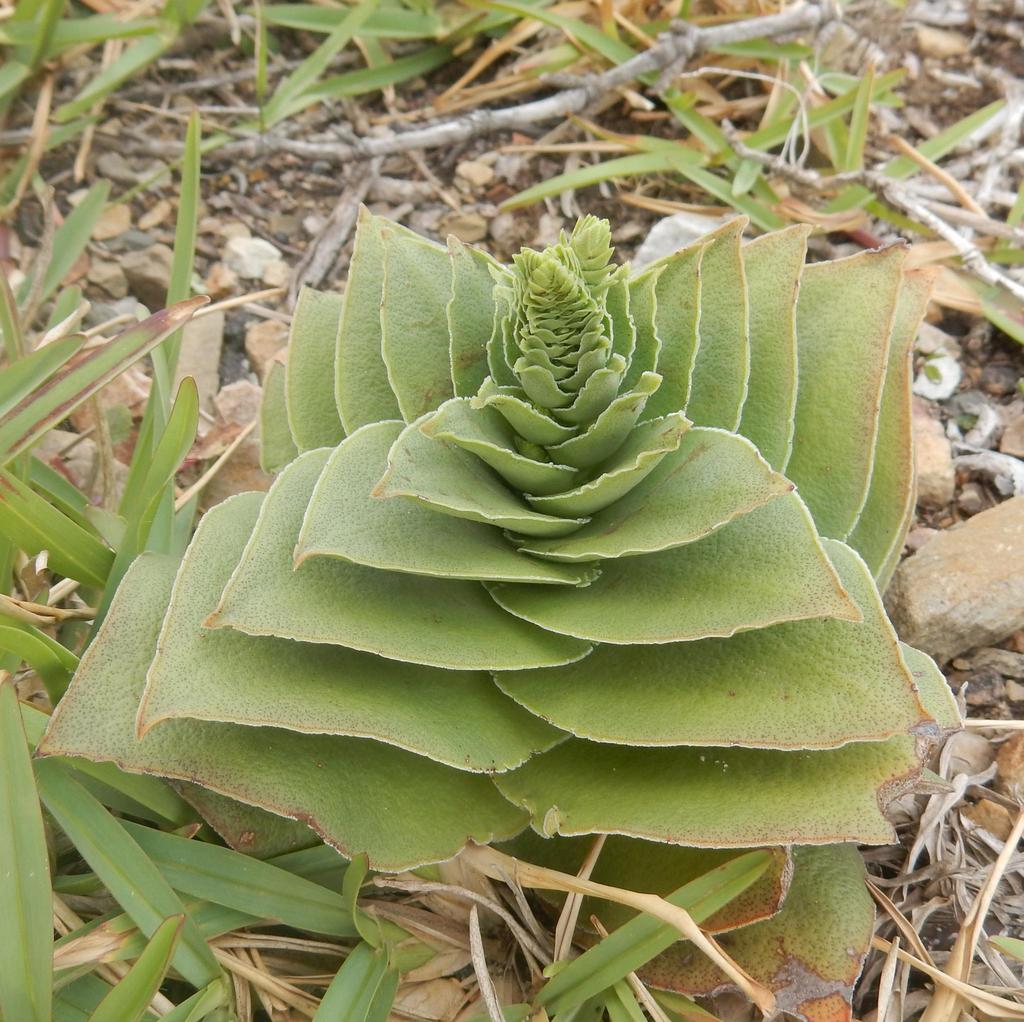 Crassula capitella capitella from Cacadu, ZA-EC, ZA on September 14 ...