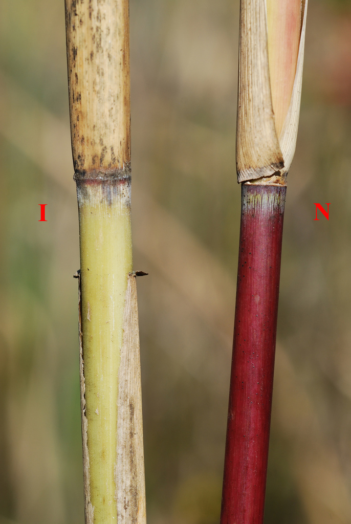 common reed from Monroe County, NY, USA on September 16, 2019 at 03:41 ...