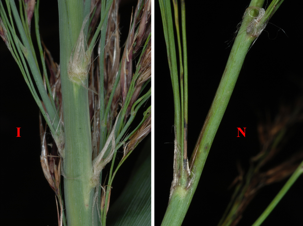 Phragmites (Indiana Pesticide Plants) · iNaturalist