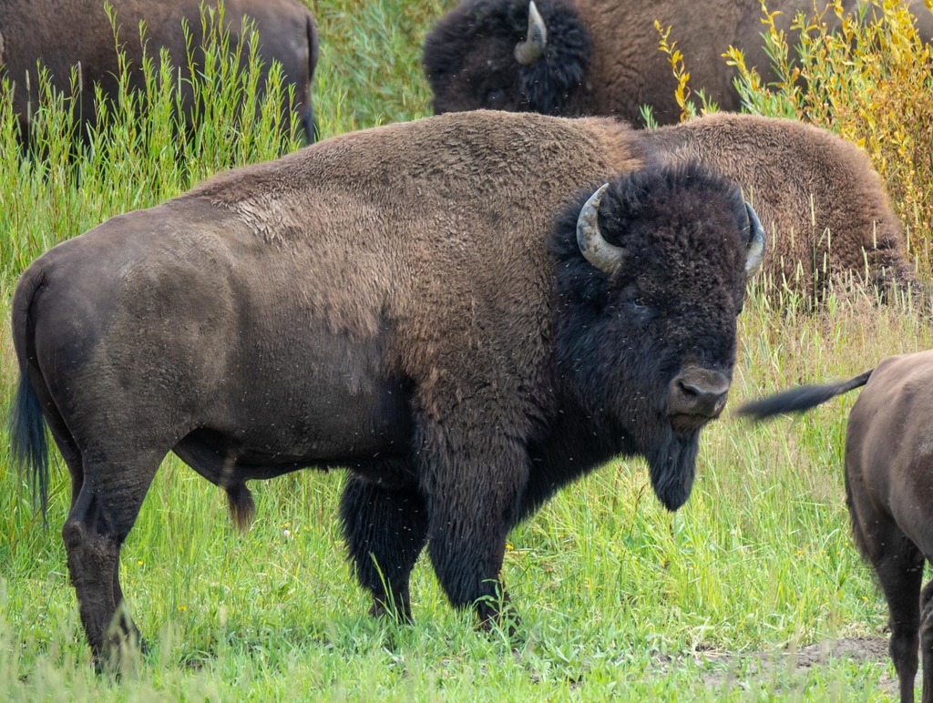 Plains Bison (Salt Lake City Rural and Urban Mammals) · iNaturalist